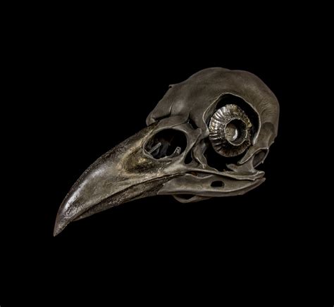 Crow Skull Mask