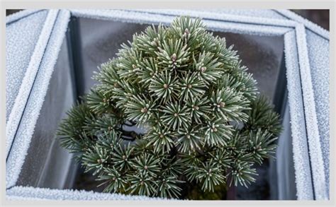 Mugo Pine Bonsai Tree Care Pruning Watering And Styling Tips