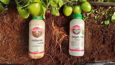 Plastiagro Srl La Combinación Dalgin H15 Codamin Facebook