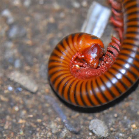 Do Millipedes Smell When Killed Pet