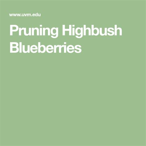 Pruning Highbush Blueberries