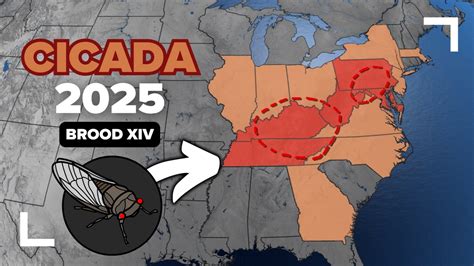 See Where Brood 14 Cicadas Will Emerge Across The Us This Spring 2025