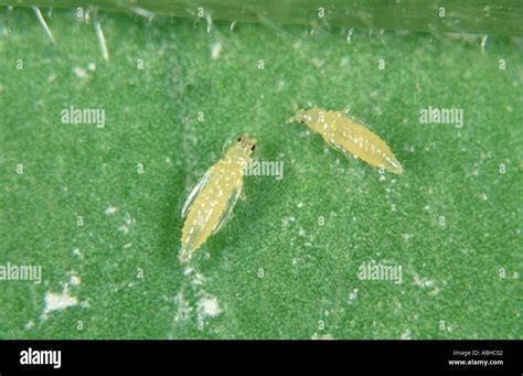 Western Flower Thrips Frankliniella Occidentalis Nymphs On Leaf Surface