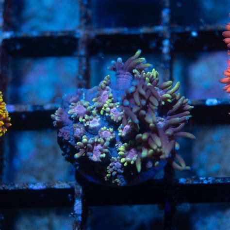 Corals Aquagemcorals