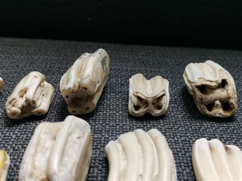 Mammals To Which Ungulate Species Does This Tooth Remainder Belong