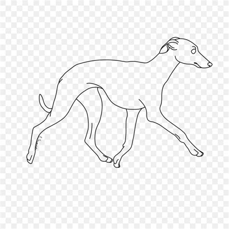 Greyhound Line Drawing