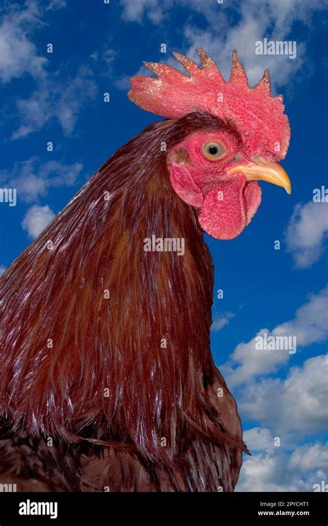 Dial A Red Rooster