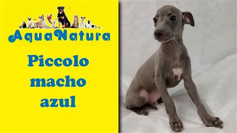 Piccolo Macho Azul 9063 Youtube