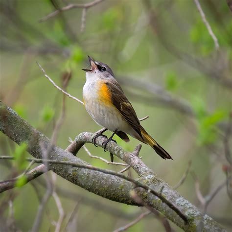 6000 Free American Redstart And Bird Photos Pixabay
