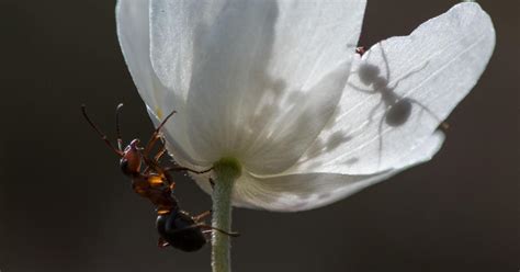 Ecology And Evolution In Ants Evolution Sociality And Behaviour