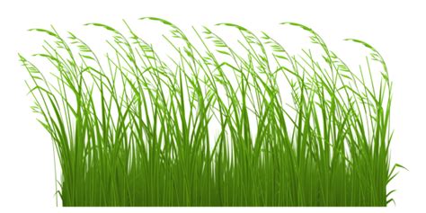 Decorative Grass Clipart Picture Grass Clipart Grass Drawing Grass