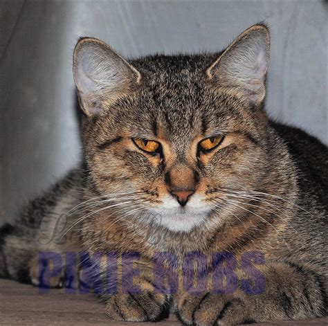 Queens Living Legend Pixie Bobs