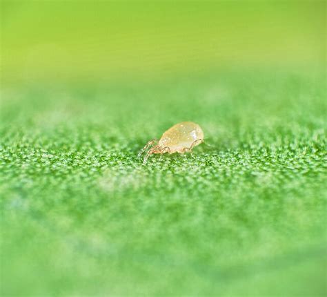 Neoseiulus Cucumeris Predatory Mite For Thrips Control