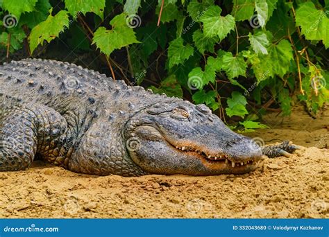 Alligator Mississippiensis Lies On The Sand With Its Eyes Closed The