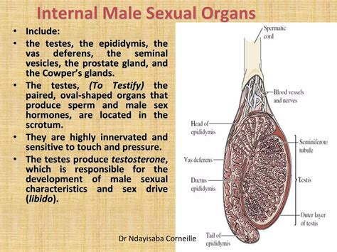 Anatomy Of The Male Internal Genitaliapptx