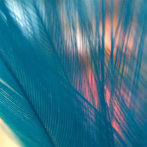 Premium Photo Close Up Of Feather