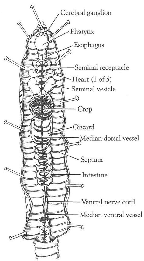 Open Versus Closed Circulatory System Dissection Of The Crayfish And