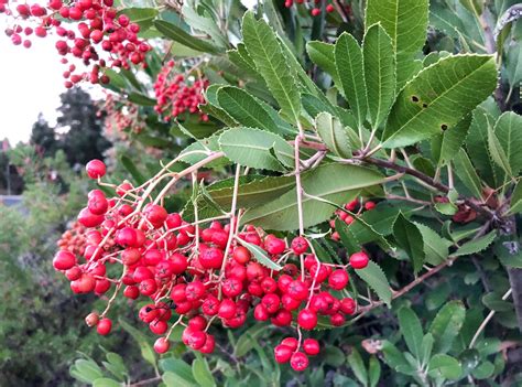 Native Plants Toyon Berries Are Favorite Of Many Birds Artofit