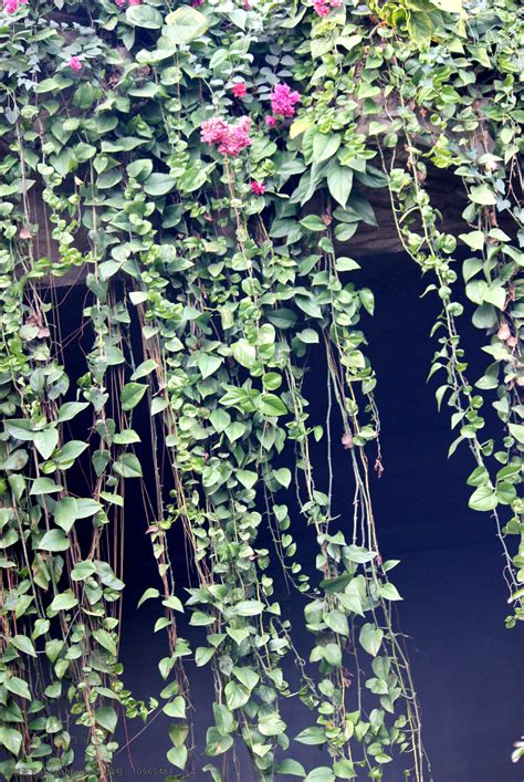 藤蔓植物素材图片下载 素材编号10565488 素材天下图库
