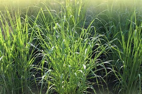 Ornamental Grasses For Full Sun In Pots 15 Ideas For Your Landscaping