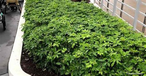 How To Grow And Care For Schefflera Plants Outdoors
