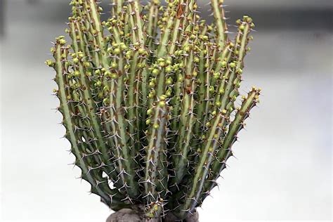 Euphorbia Knuthii Succulent Index