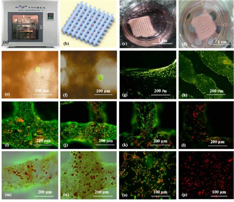 Cell Laden Hydrogel Constructs Printed By Professor Wang A D Grid Download Scientific