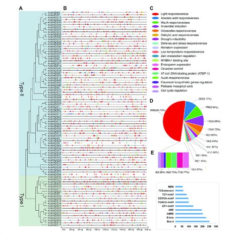 Cis Acting Elements Of Acmads Box Gene Promoter From A Chinensis A
