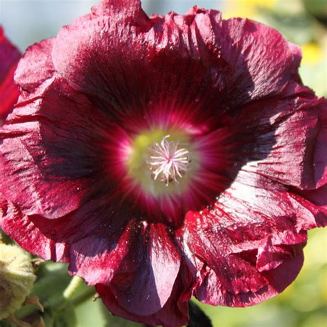 Karen Eckberg Youtube