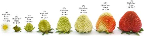 Fruit Strawberry Yield California C Green