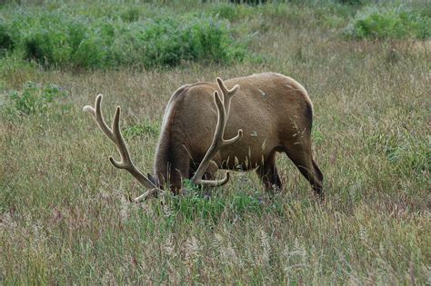 Roosevelt Elk Gold Bluff Beach Humboldt0432 Jdegenhardt Flickr