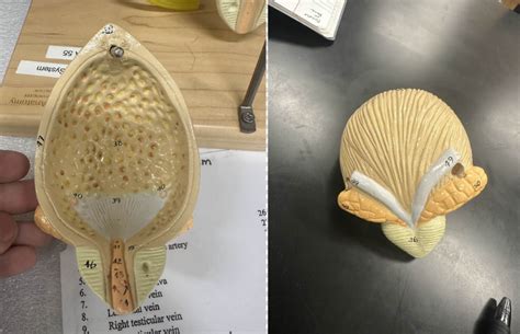 Urinary Bladder Diagram Quizlet Urinary Bladder Diagram Quizlet