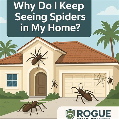🕷️ Why Do I Keep Seeing Spiders In My Home