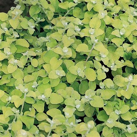 Proven Winners Lemon Licorice Helichrysum Live Plant Light Green Foliage 425 In Grande