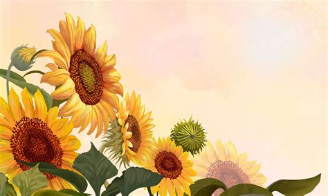 Sunflower Images Free Hd Backgrounds Pngs Vector Graphics