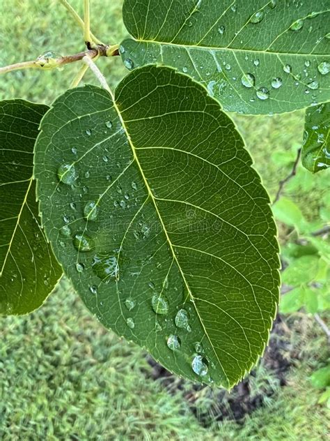 Fruit Tree Leaves Identification