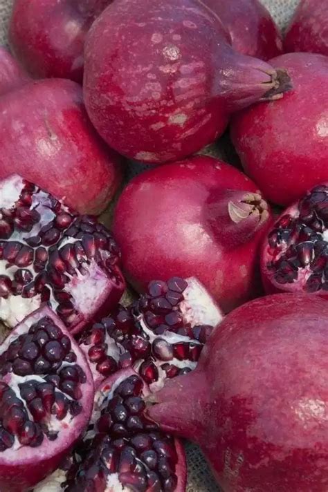 Parfianka Pomegranate