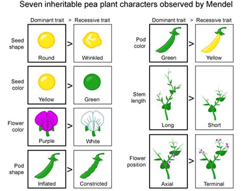 Unit 6 Genetics Diagram Quizlet