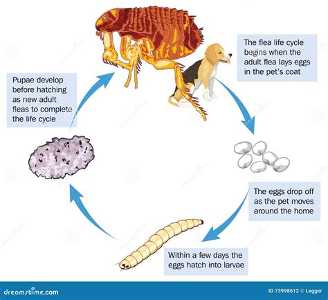 Pulex Irritans Life Cycle