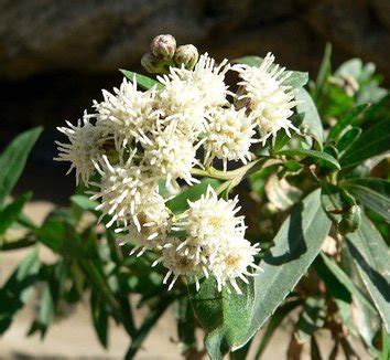Baccharis From Multiple Nurseries On Plant Lust