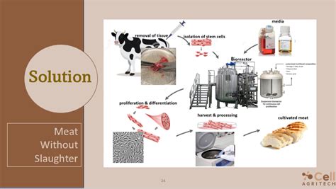 细胞培养肉 Cultivated Meat