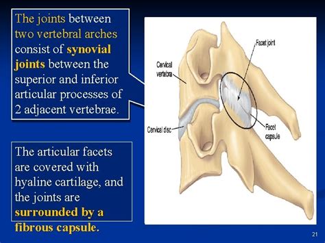 Anatomy Of The Spine By Dr Sanaa Alshaarawy