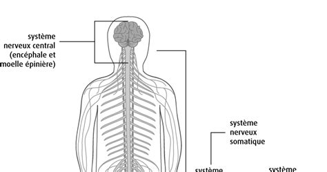 Anatomie Du Système Nerveux Récap Ide
