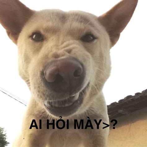 Top 611 Meme Ai Hỏi Nhìn Là Muốn Tắt Tiếng Ngay Lập Tức