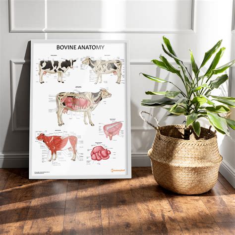 Bovine Anatomy Poster Cow Anatomical Laminated Chart Anatomystuff