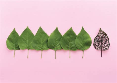 Theyve Made It Langtons Classification Vii The Full List Revealed Wbm Online