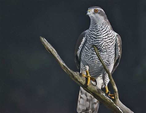 Accipiter Gentilis Vištvanagis