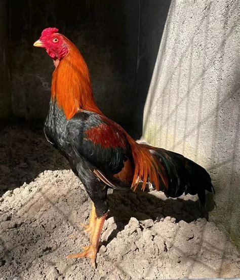 Asil Cobra Stag Elite Game Fowls Hatchery