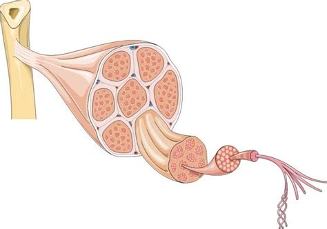 Muscular Dystrophy How Could Stem Cells Help Eurostemcell