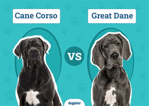Cane Corso Grandeur Nature Cane Corso Weight And Growth Chart